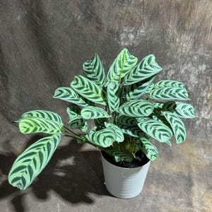 Calathea Burle Marx in 6” Self-watering Decorative Pot - Maranta ...