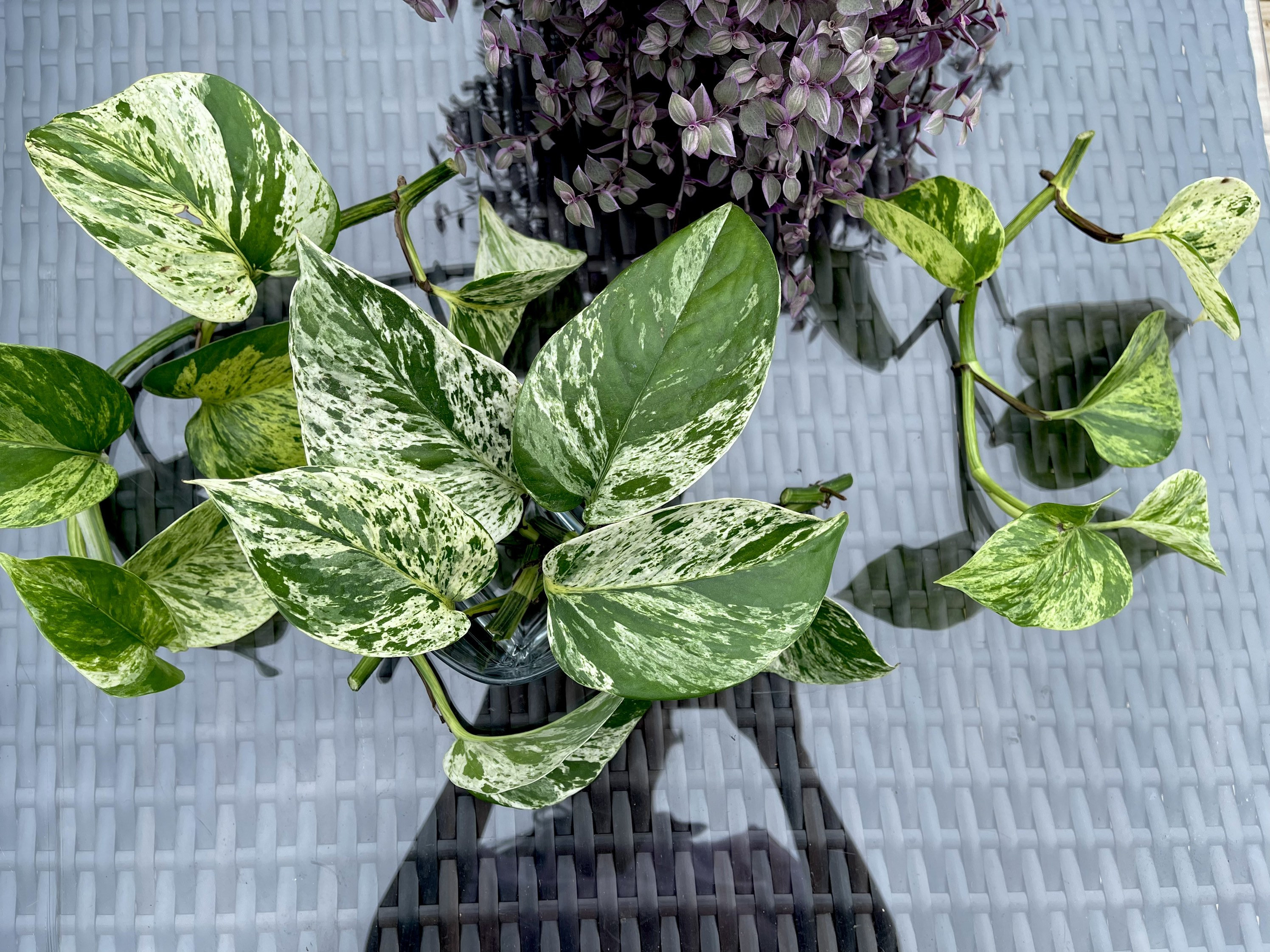 RARE Marble Pothos Cuttings Gorgeous Variegated Indoor Easy - Etsy