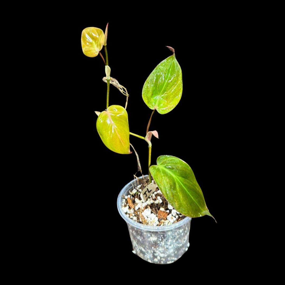 Rare Variegated Philodendron Mican Aurea in a Nursery Pot Variegated ...