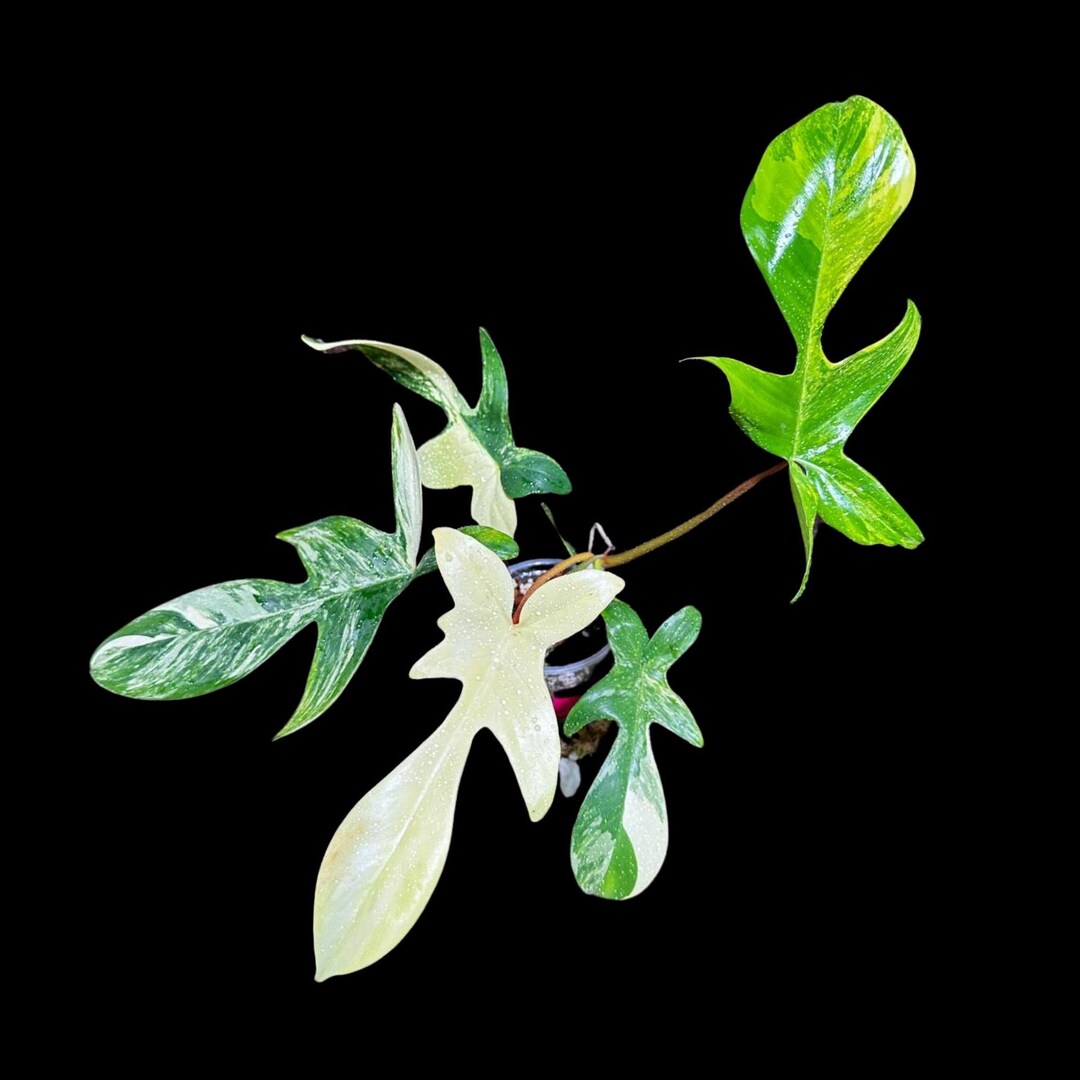 Variegated Philodendron Florida Beauty in a Nursery Pot Extremely Rare ...