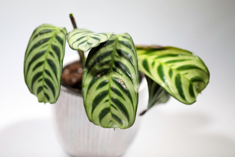 Calathea Burle Marx in a 3 Pot Maranta Amabilis Burle - Etsy