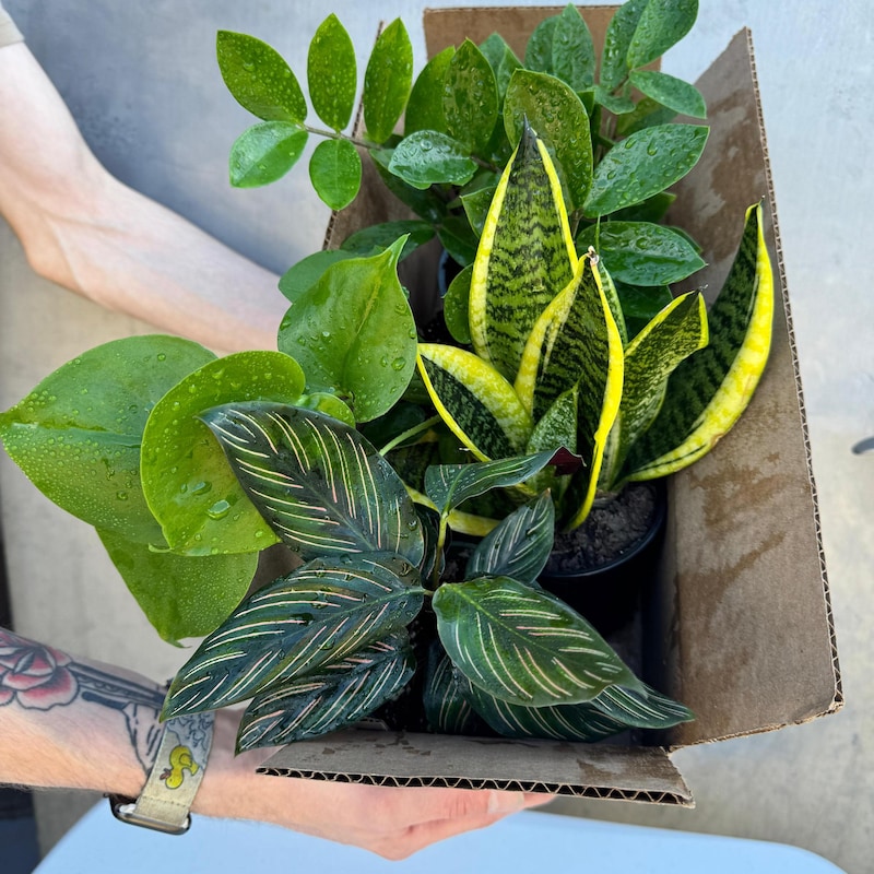 Mystery Bundle of Plants - Etsy