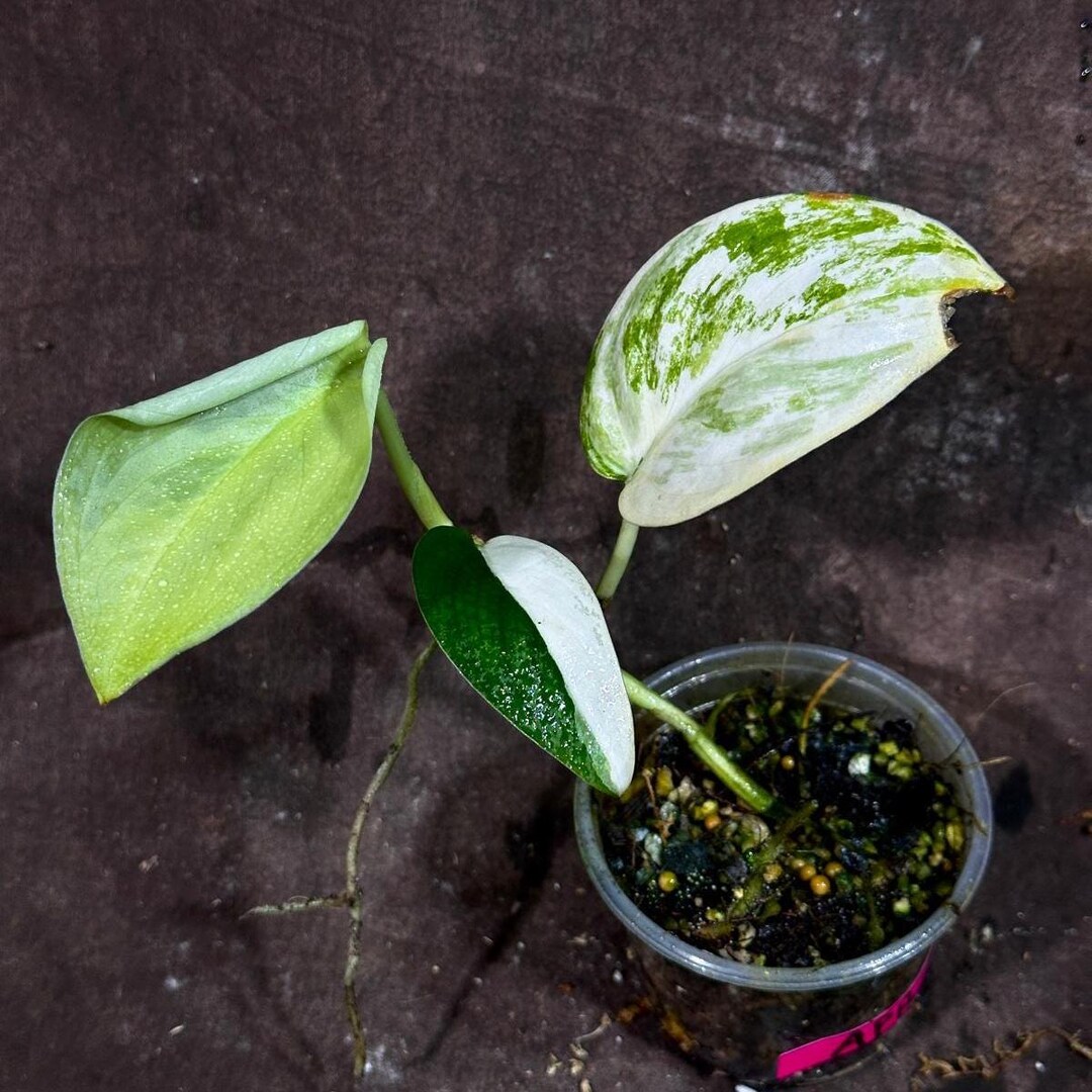 Variegated Scindapsus Pictus 'jade Satin' Plant in a Nursery Pot | Rare ...