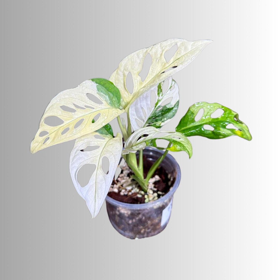 Variegated White Monstera Adansonii Albo in a Nursery Pot Swiss Cheese ...
