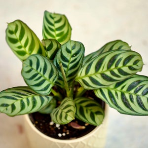 Calathea Burle Marx in a 3” Pot - Maranta Amabilis Burle Marxii Starter ...