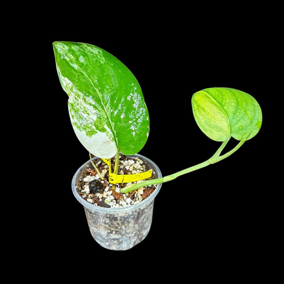 Scindapsus Jade Satin Variegated Scindapsus Potted Plant SAME Plant as ...