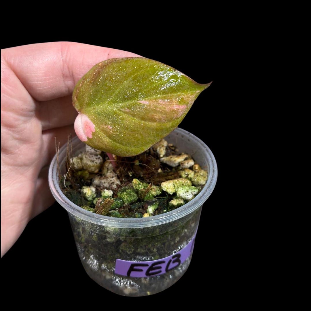 Rare Variegated Philodendron Mican Aurea in a Nursery Pot - High ...