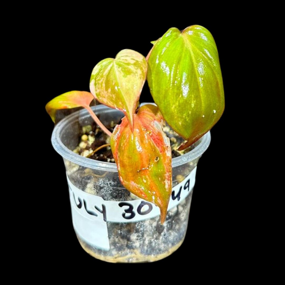 Rare Variegated Philodendron Mican Aurea in a Nursery Pot Variegated ...