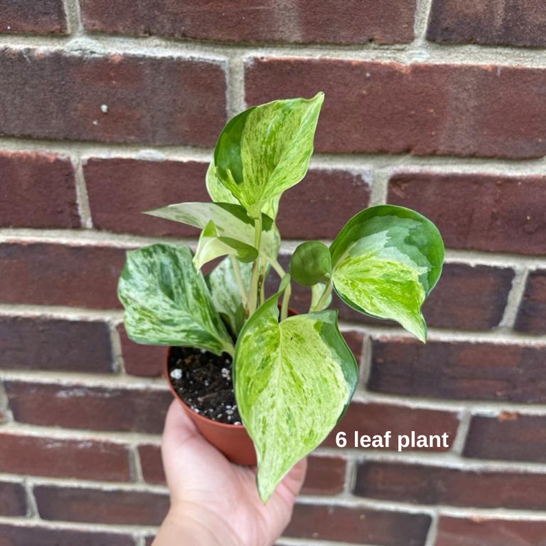 Manjula Pothos - RARE Variegated Manjula Pothos Rooted Plants - White ...