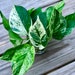 RARE Marble Pothos Cuttings - Gorgeous Variegated Indoor Easy Care ...