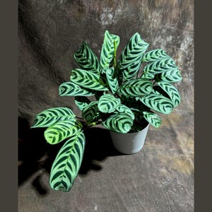 Calathea Burle Marx in 6” Self-watering Decorative Pot - Maranta ...