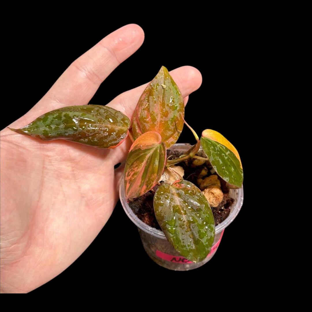 Rare Variegated Philodendron Mican Aurea in a Nursery Pot High ...