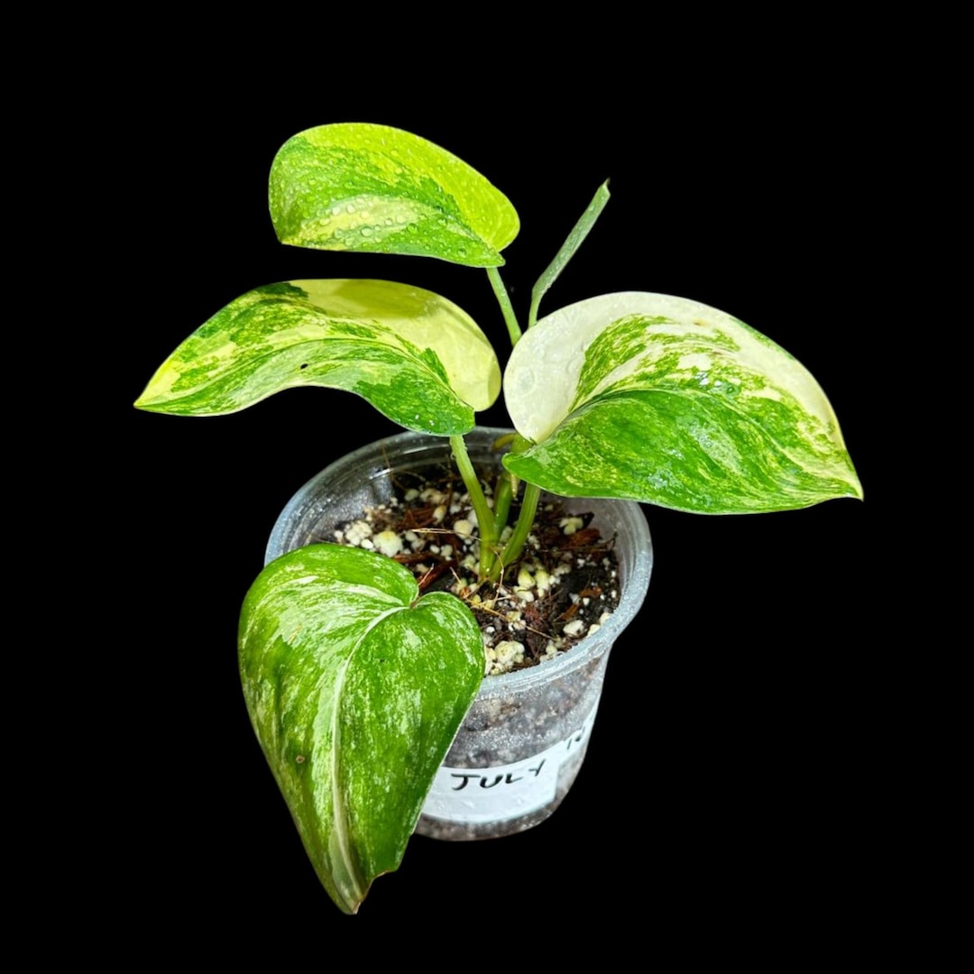Variegated Scindapsus Jade Satin in a Nursery Pot Scindapsus Potted ...