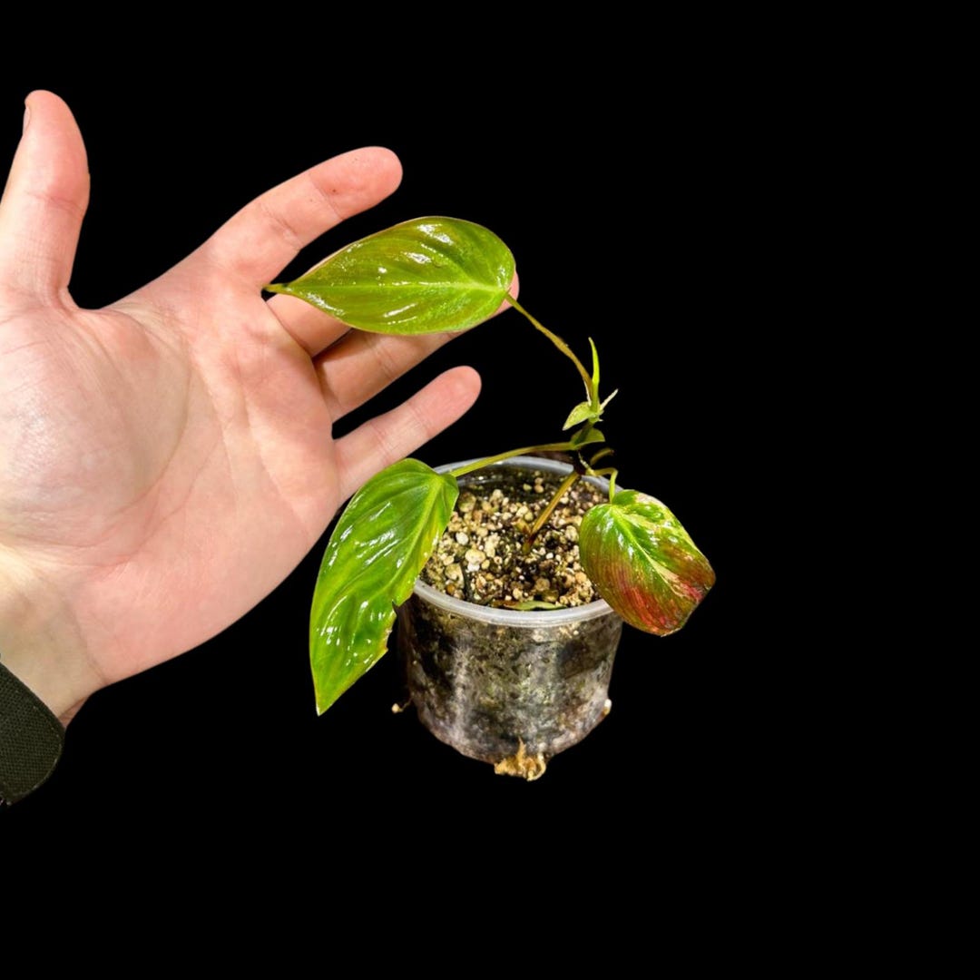 Rare Variegated Philodendron Mican Aurea in a Nursery Pot Variegated ...