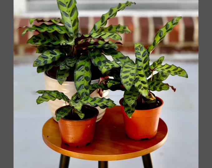 Calathea Burle Marx in a 3” Pot - Maranta Amabilis Burle Marxii Starter ...