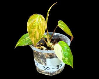 Rare Variegated Philodendron Mican Aurea in a Nursery Pot High ...