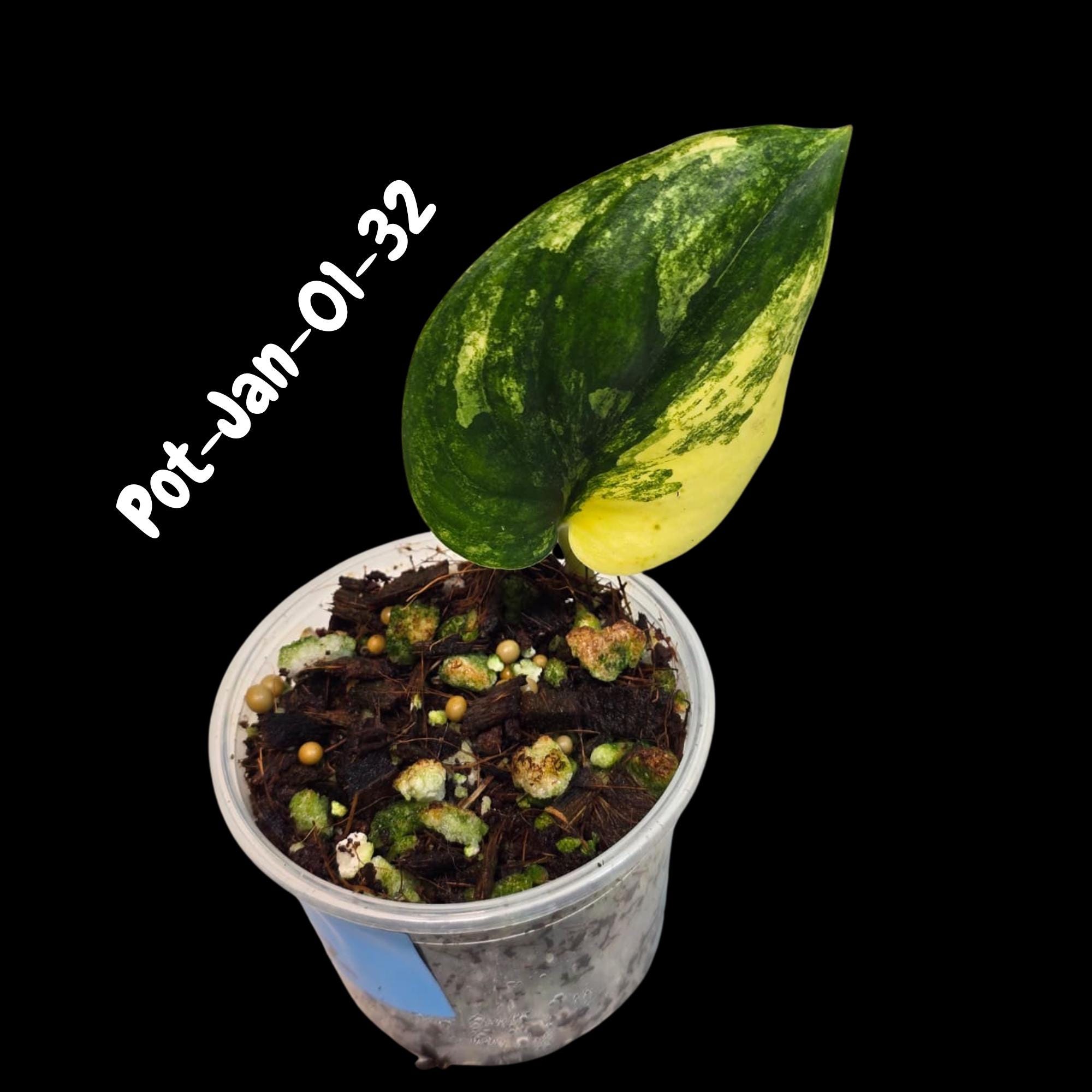 Variegated Scindapsus Jade Satin Live Plant - Aurea Variegated ...