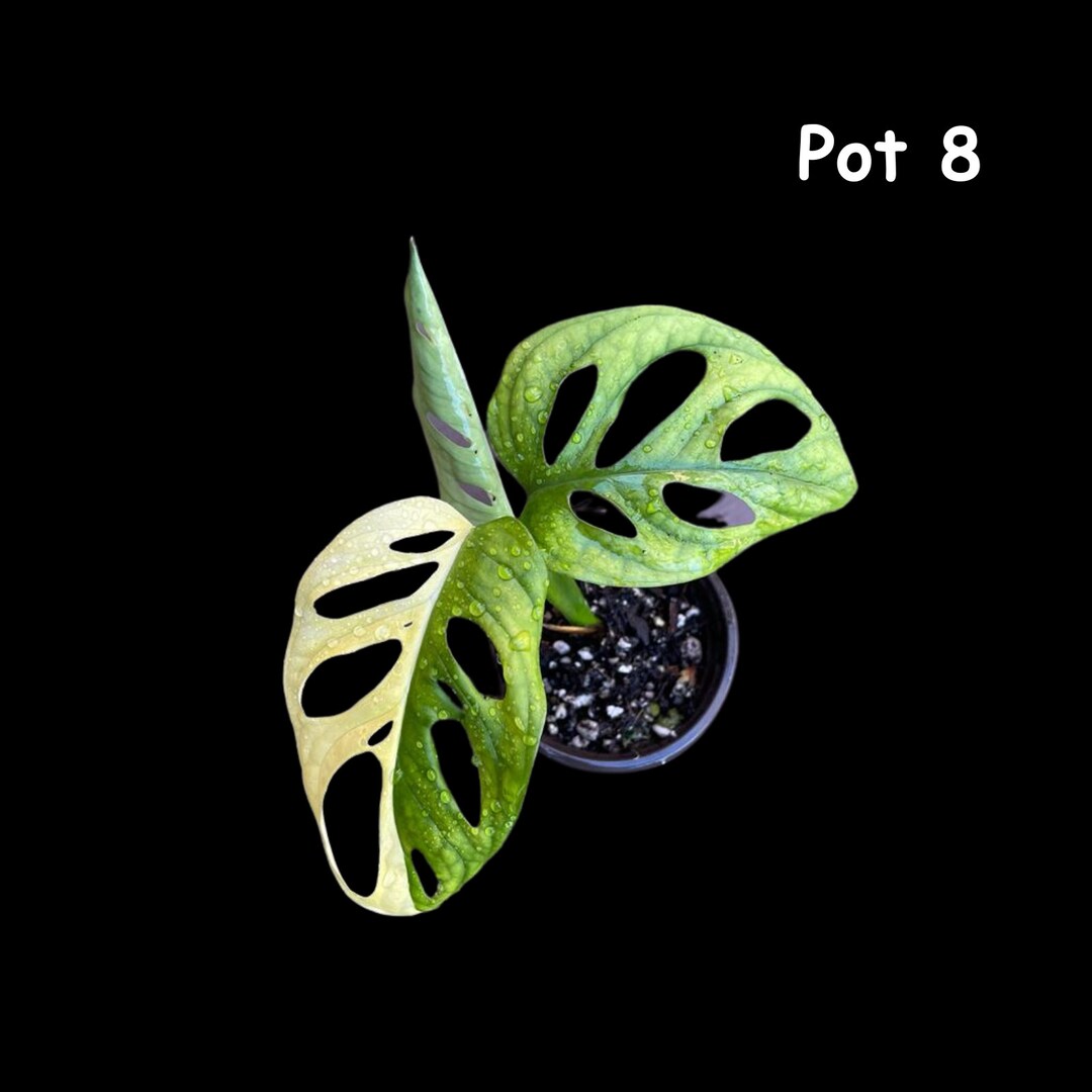 Monstera Adansonii Albo High Variegated Swiss Cheese Premium Color ...