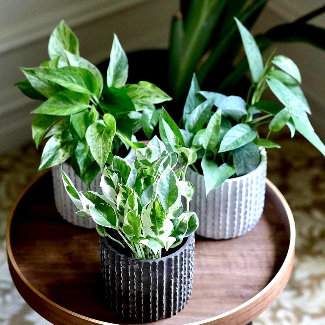 Pothos Plant Variety Pack With 3 Live Plant in 4" Pots : Cebu Blue ...