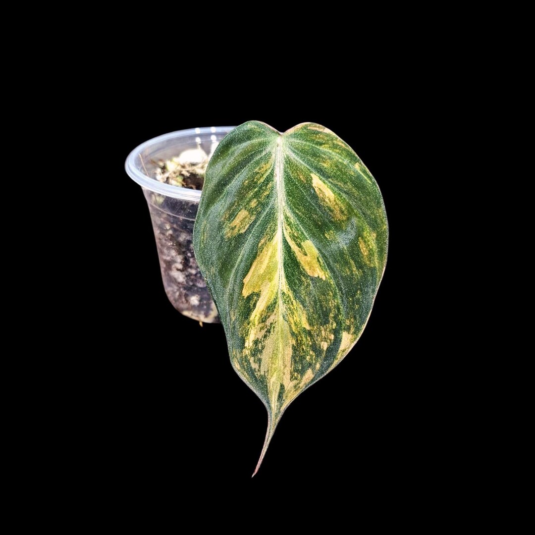 Variegated Philodendron Mican Aurea in a Nursery Pot - Velvet Heartleaf ...