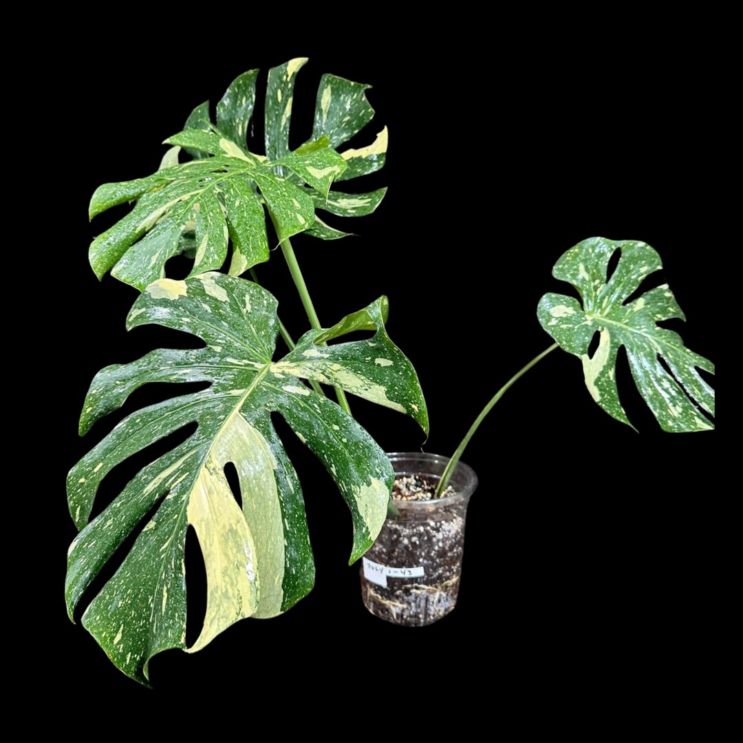 Monstera Thai Constellation Plant Variegated Monstera Thai ...