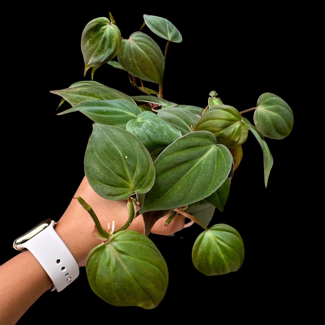 Philodendron Micans Velvet 4" Pot - Velvet Leaf - Heartleaf ...