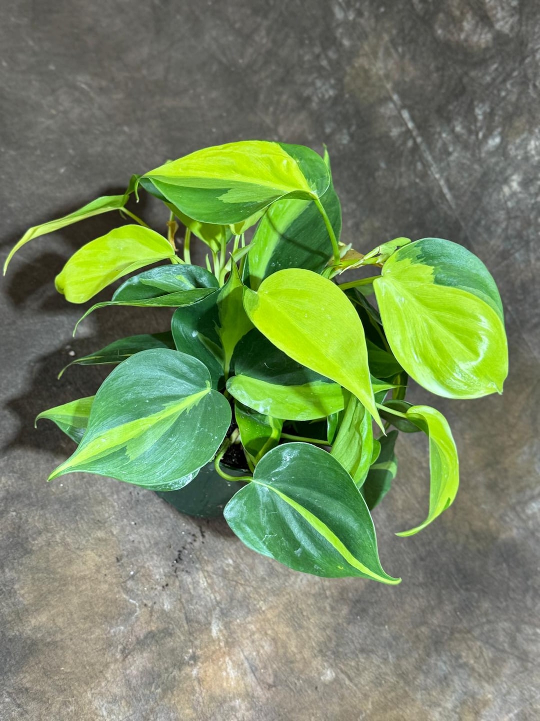 Rare Brazilian Philodendron in 4" Nursery Pot- Philodendron Brazil ...