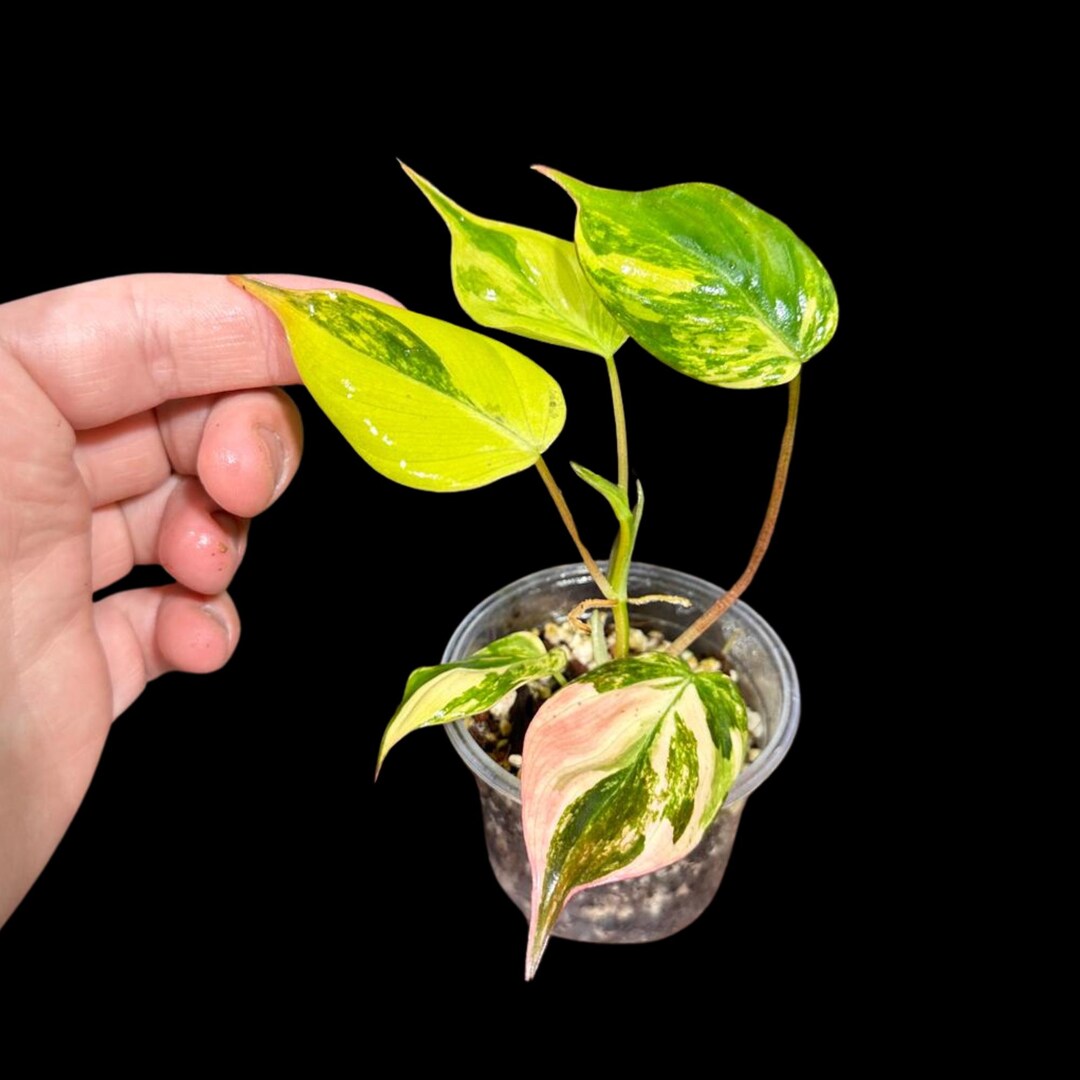 Rare Variegated Philodendron Mican in a Nursery Pot US SELLER SAME ...