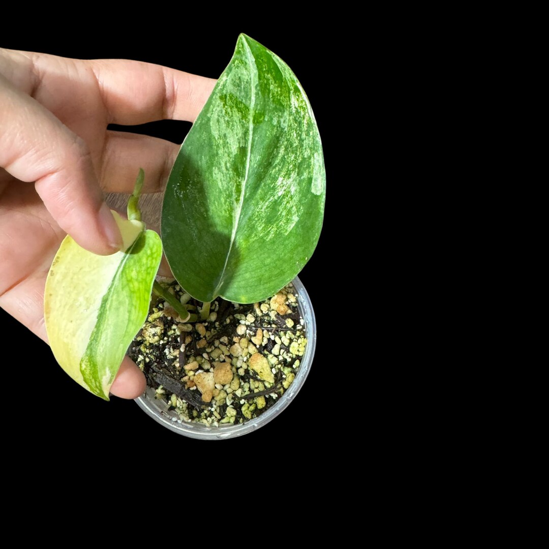 Variegated Scindapsus Jade Satin in a Nursery Pot | 2 Leaf Scindapsus ...