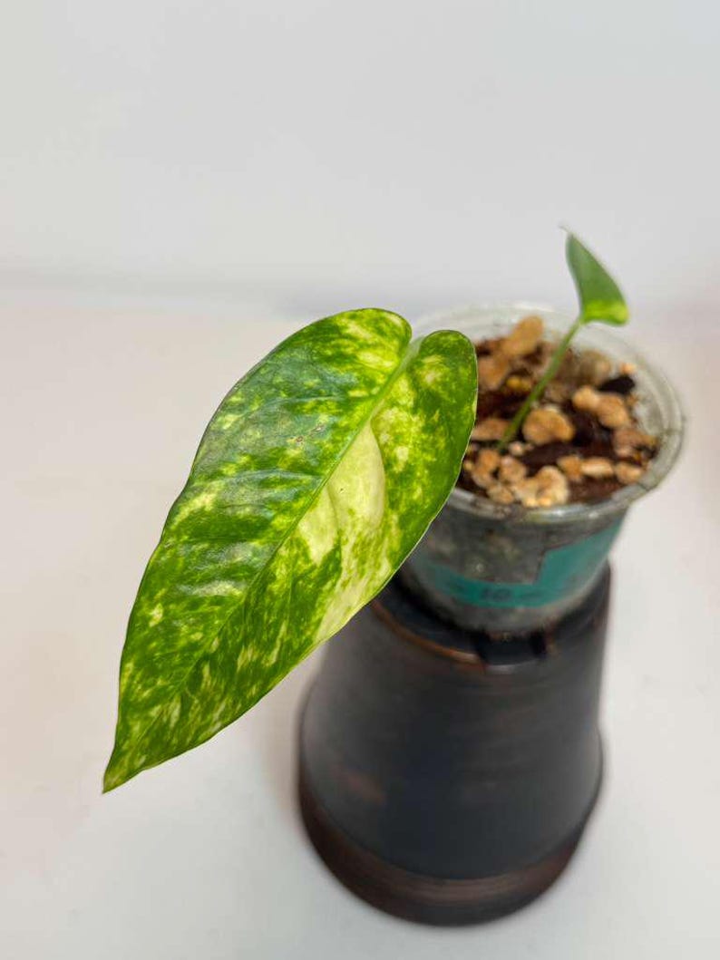 Epipremnum Yellow Flame Rare Exact Plant - Golden Flame Pinnatum ...