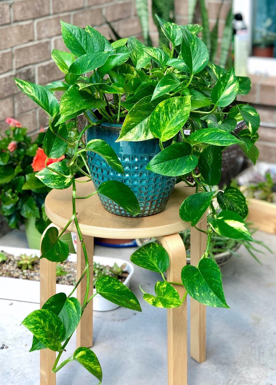 Rare Pothos Cuttings Mix Marble Pothos Heart Leaf - Etsy