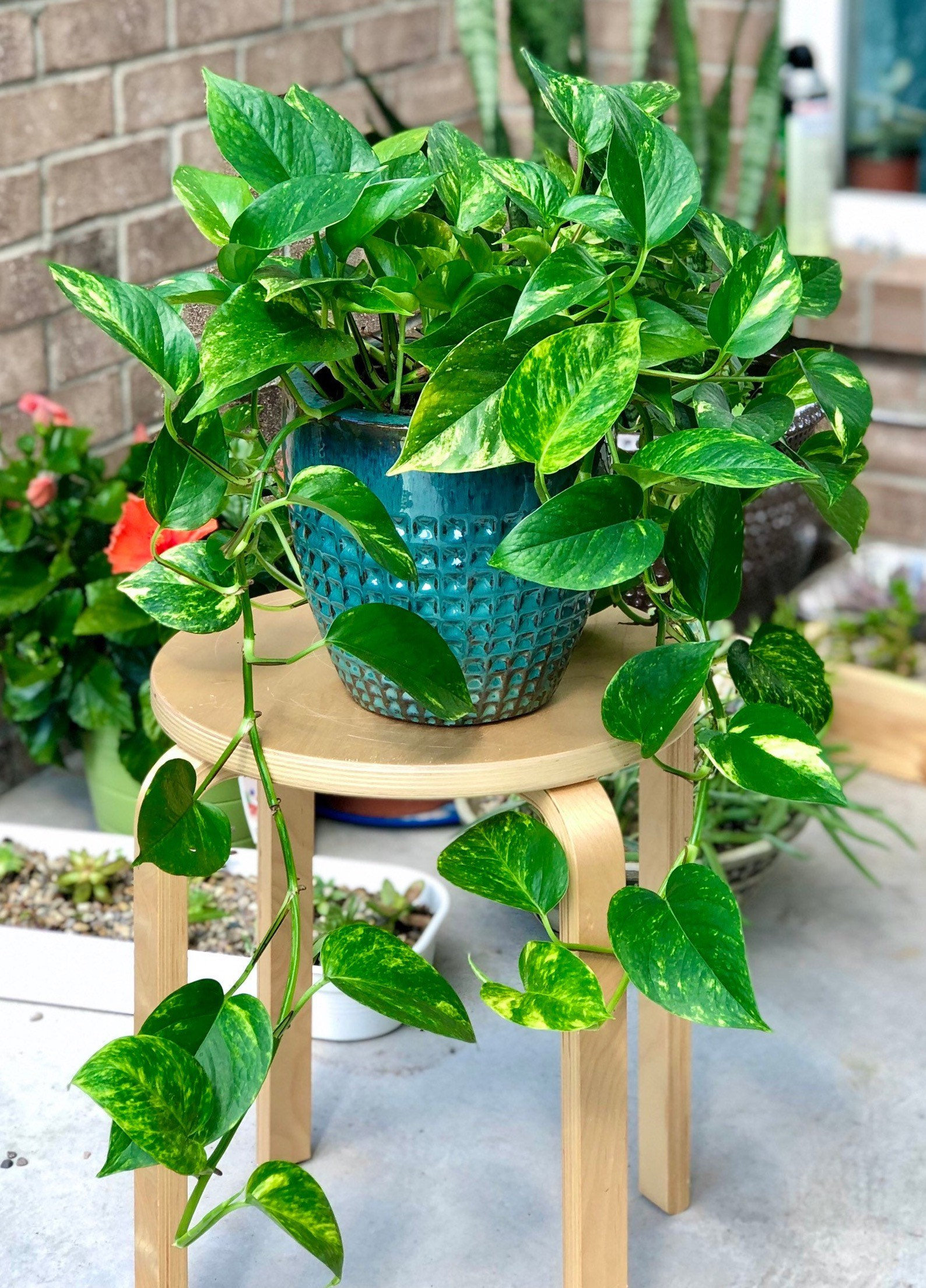 Rare Pothos cuttings Mix Marble Pothos Heart Leaf | Etsy