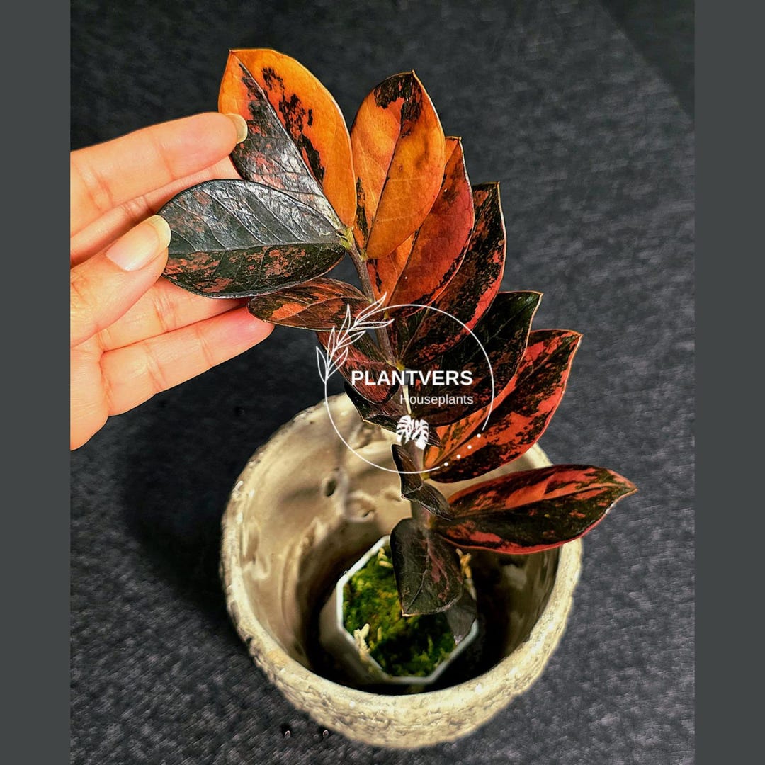 Rare Pink Variegated Raven ZZ Plant - Zamioculcas Zamiifolia Raven ...