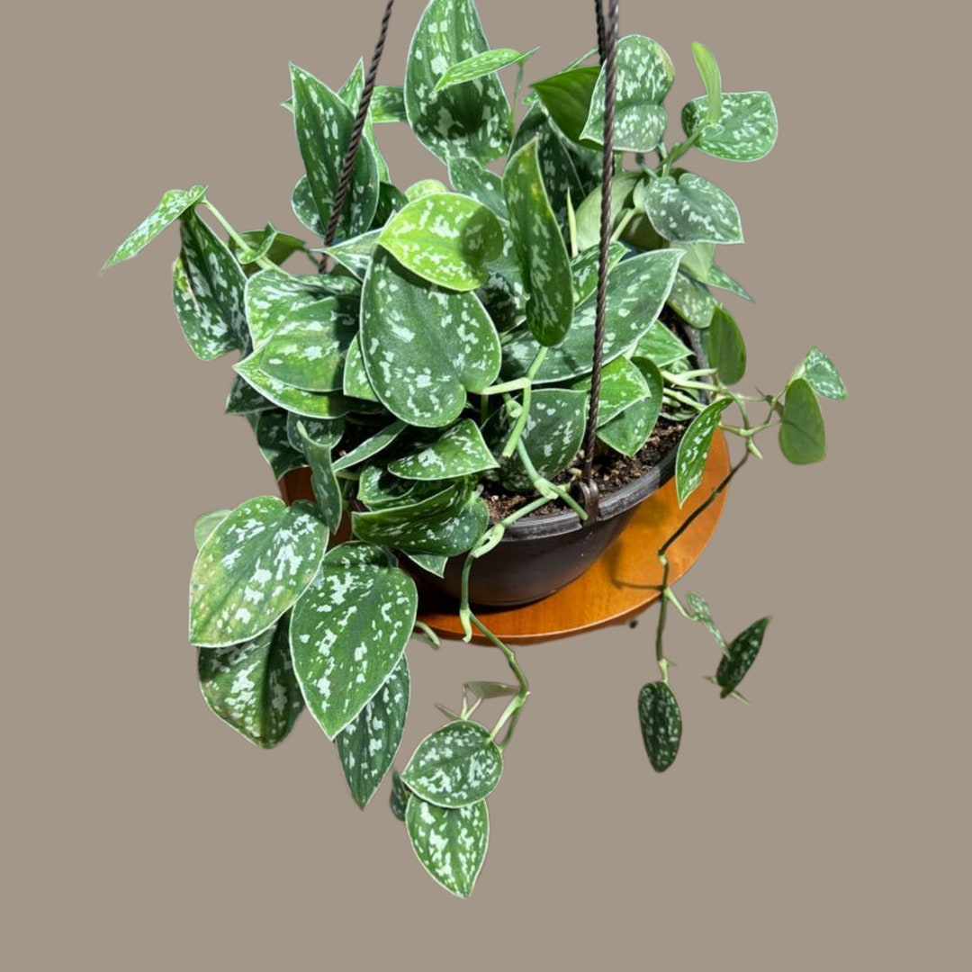 Silver Pothos in a 6" Hanging Basket - Silver Satin Pothos Live ...