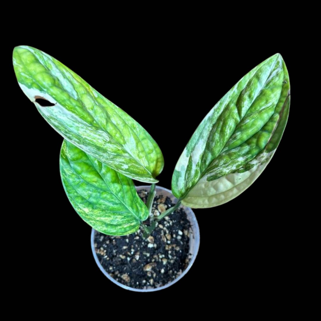 Monstera Peru Variegated | Live Rare Houseplants | Peru Plant | Air ...