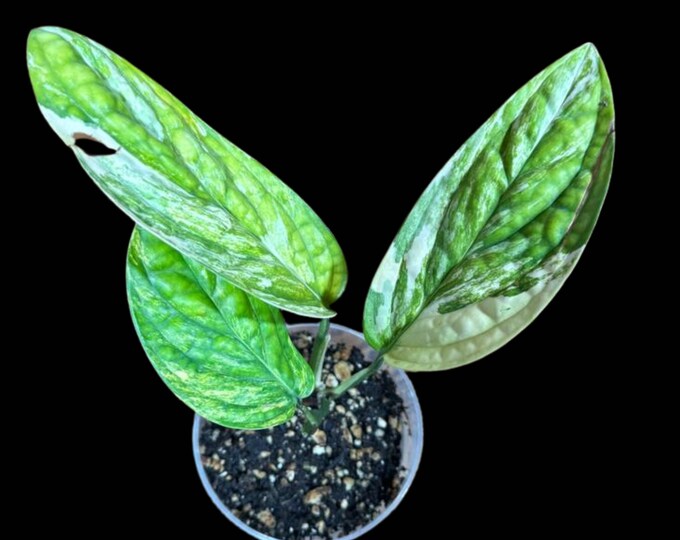 Monstera Peru Variegated | Live Rare Houseplants | Peru Plant | Air ...
