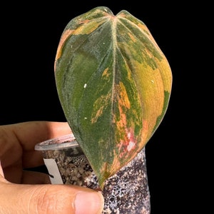 Rare Variegated Philodendron Mican Aurea in a Nursery Pot Variegated ...