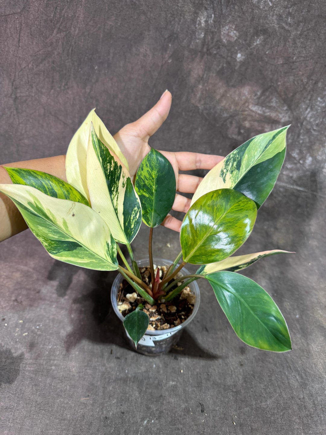 Yellow Congo Variegated Philodendron Exact Plant - Super Rare Yellow ...
