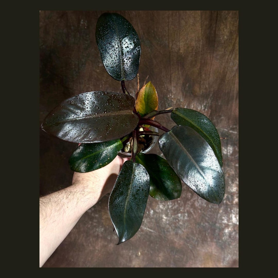 Variegated Reverted Black Cardinal Philodendron in a Nursery Pot - Fast ...