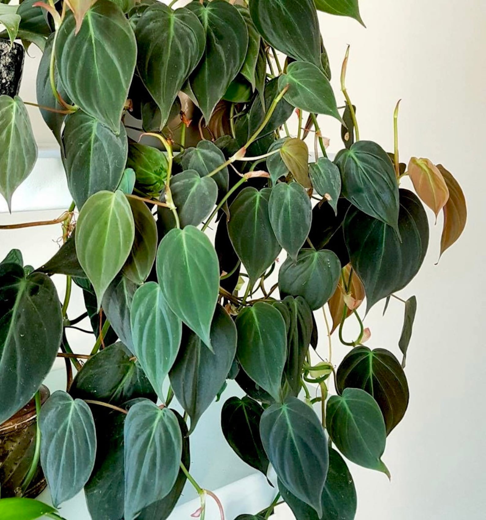 Velvet Leaf Philodendron Cuttings RARE Velvet Leaf Plant | Etsy