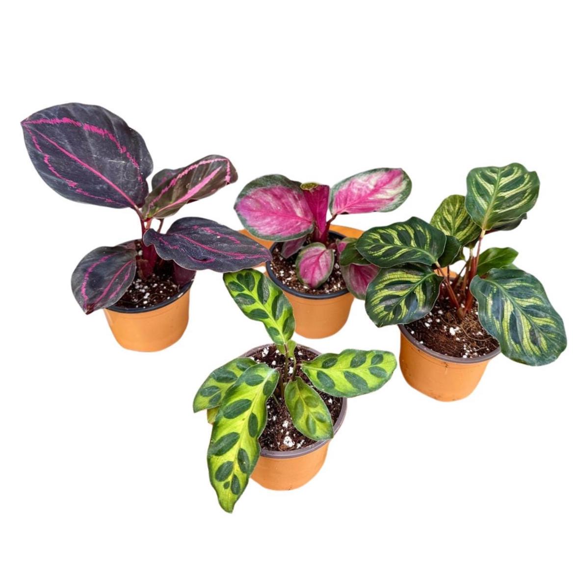 Calathea Live Plant Set Assorted - 2” Potted Prayer Plants - Calathea ...