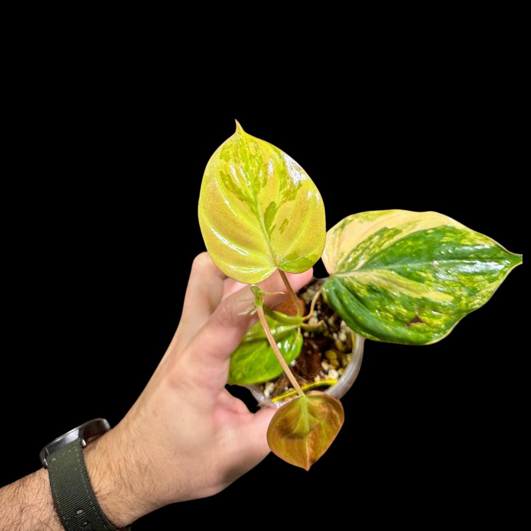 Rare Variegated Philodendron Mican Aurea in a Nursery Pot High ...