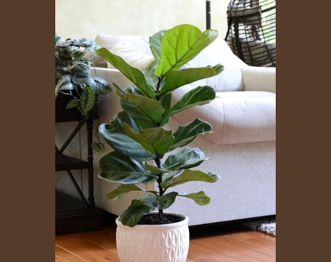 Fiddle Leaf Fig Tree | 2 Ft Tall, Live Houseplant in 8 Inch Pot - Etsy