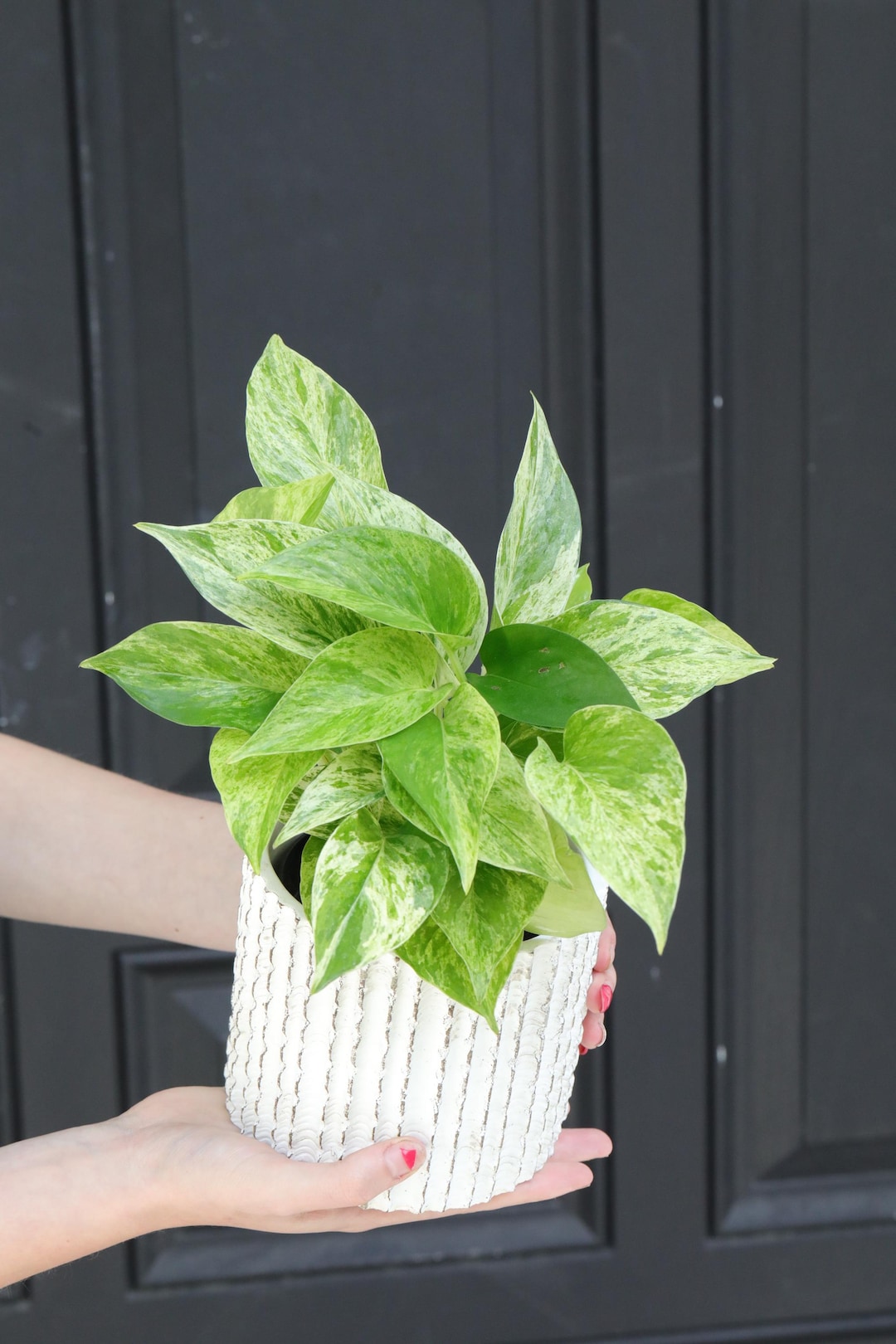 Marble Queen Pothos Plant in a 3" Nursery Pot- Indoor Vining ...