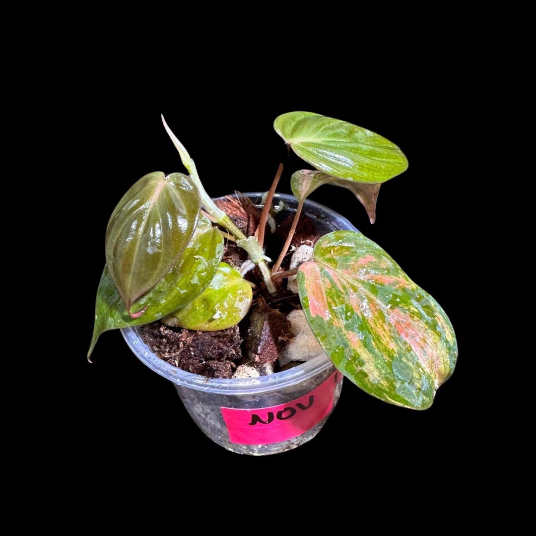 Rare Variegated Philodendron Mican Aurea in a Nursery Pot High ...