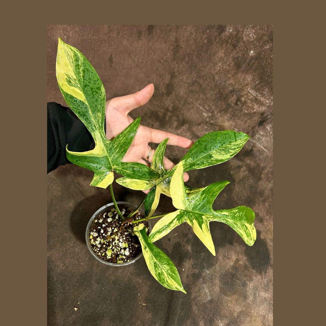 Variegated Philodendron Florida Beauty in a Nursery Pot - Extremely ...