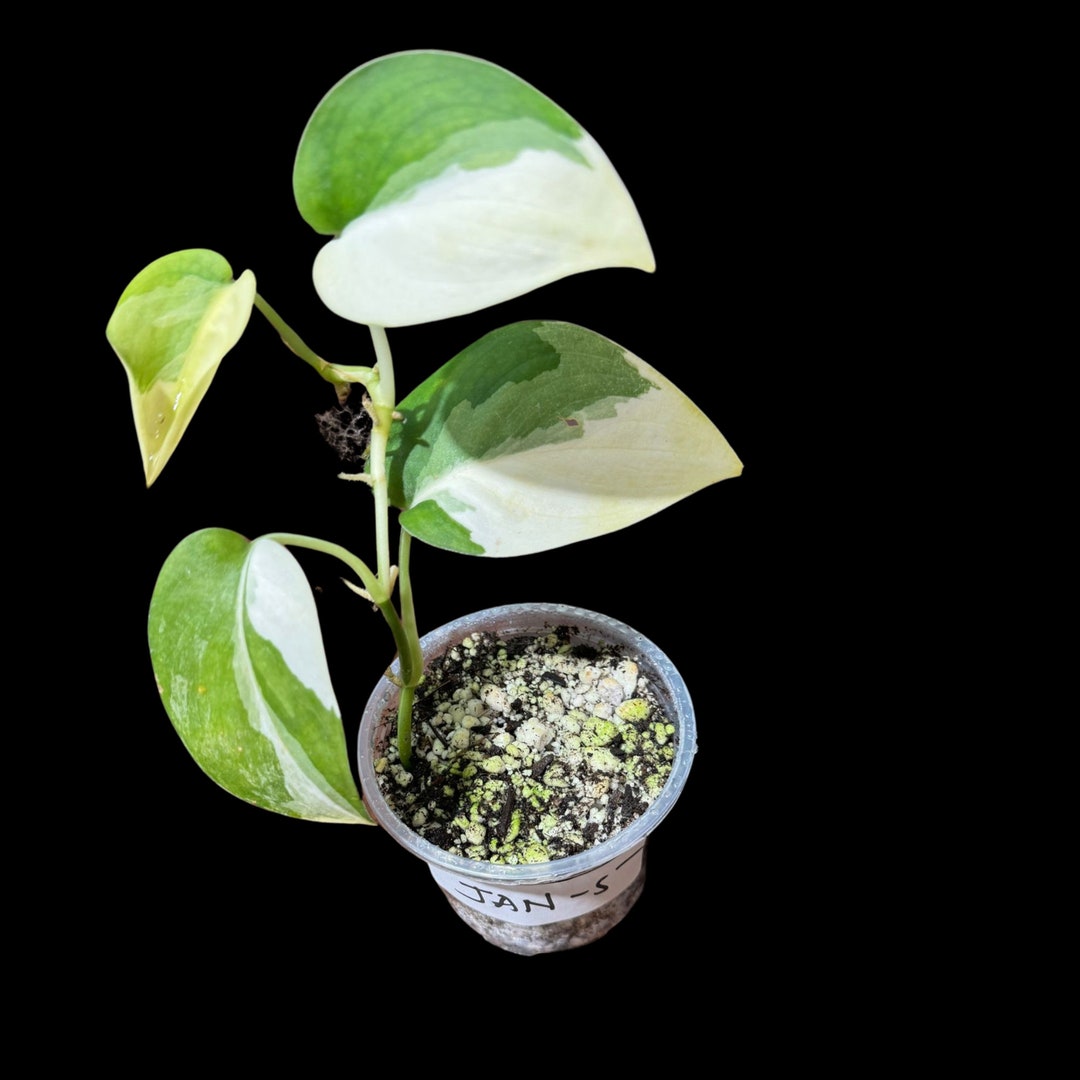 Scindapsus Jade Satin Variegated Variegated Scindapsus Potted Plant ...