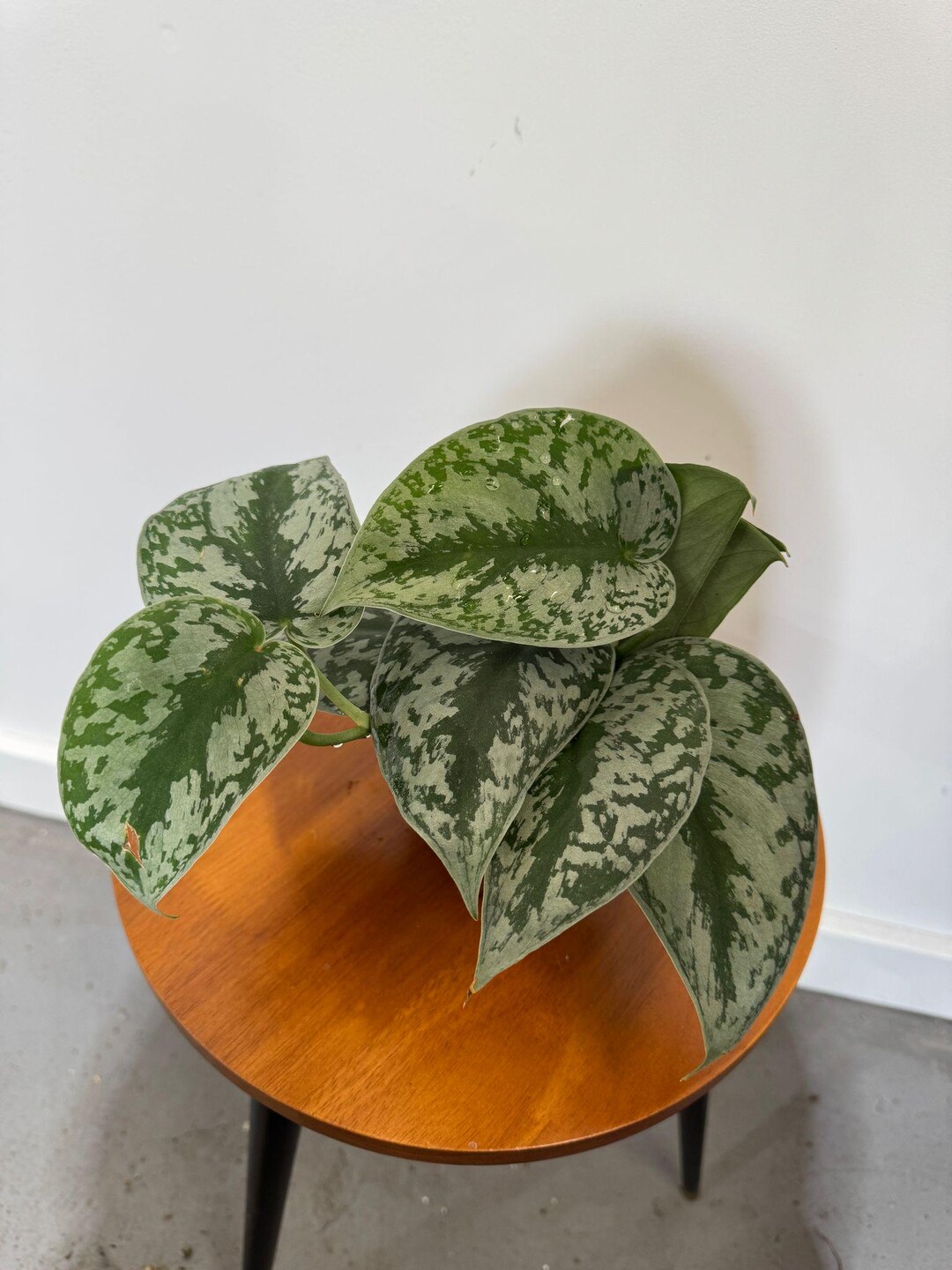 Scindapsus Silver Exotica Plant in 4" Grow Pot - Silver Satin Pothos ...