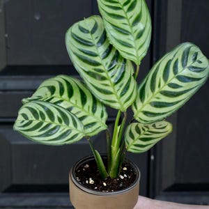 Calathea Burle Marx in a 3" Nursery Pot - Burle Marxii Plant - Indoor ...