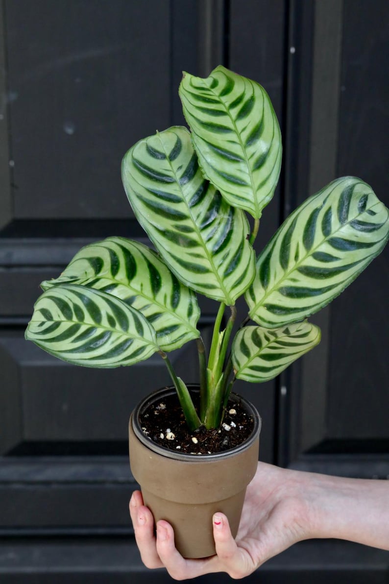 Calathea Burle Marx in a 3" Nursery Pot - Burle Marxii Plant - Indoor ...